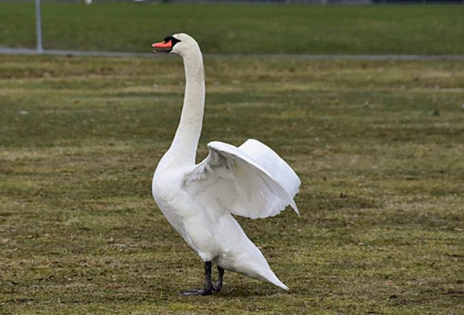 Surviving Ambleside swan captured, taken to bird sanctuary | North ...