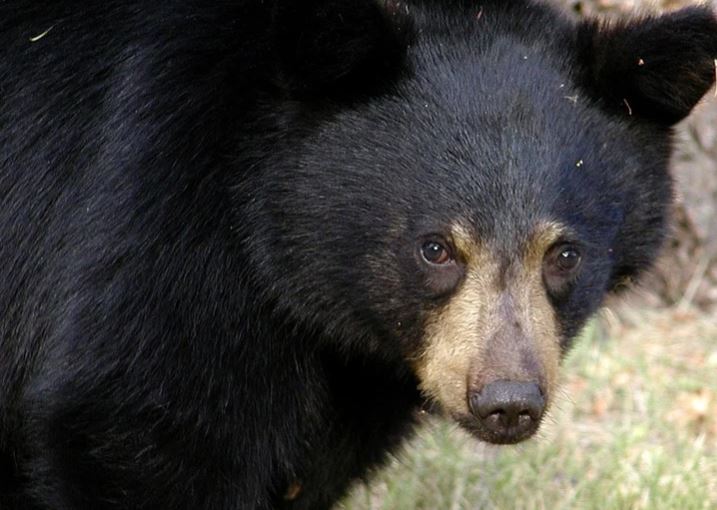 Caution urged as bears bulk up for winter in North Vancouver | North ...