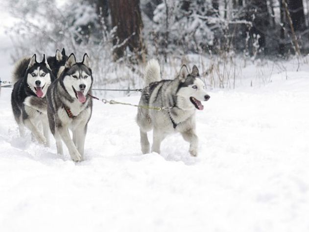 Ancient canine feces reveal 17th century sled dogs’ diet | North Shore ...