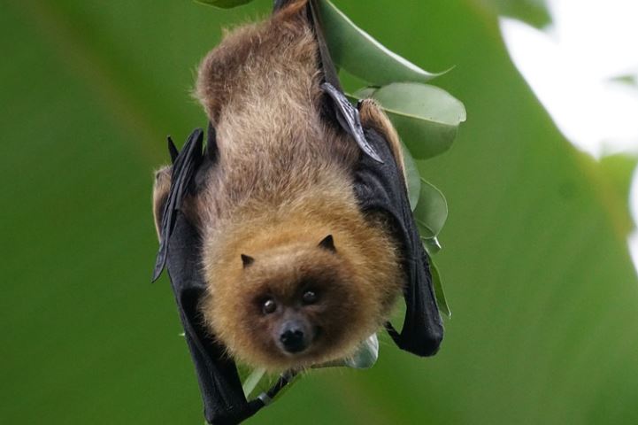 Five bat boxes to be installed in West Vancouver | North Shore Daily Post