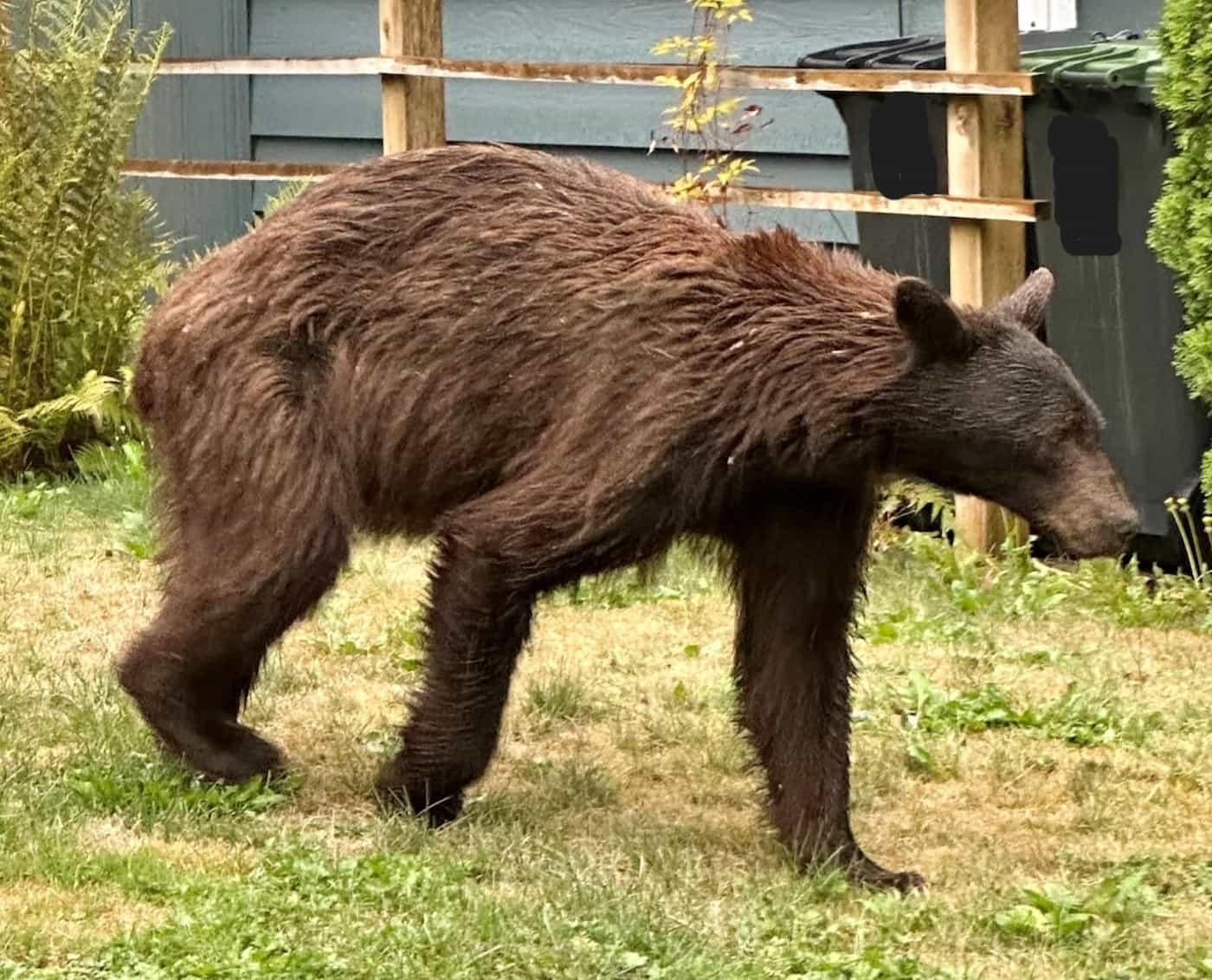 North Shore News: Emaciated Bear on North Shore Put Down