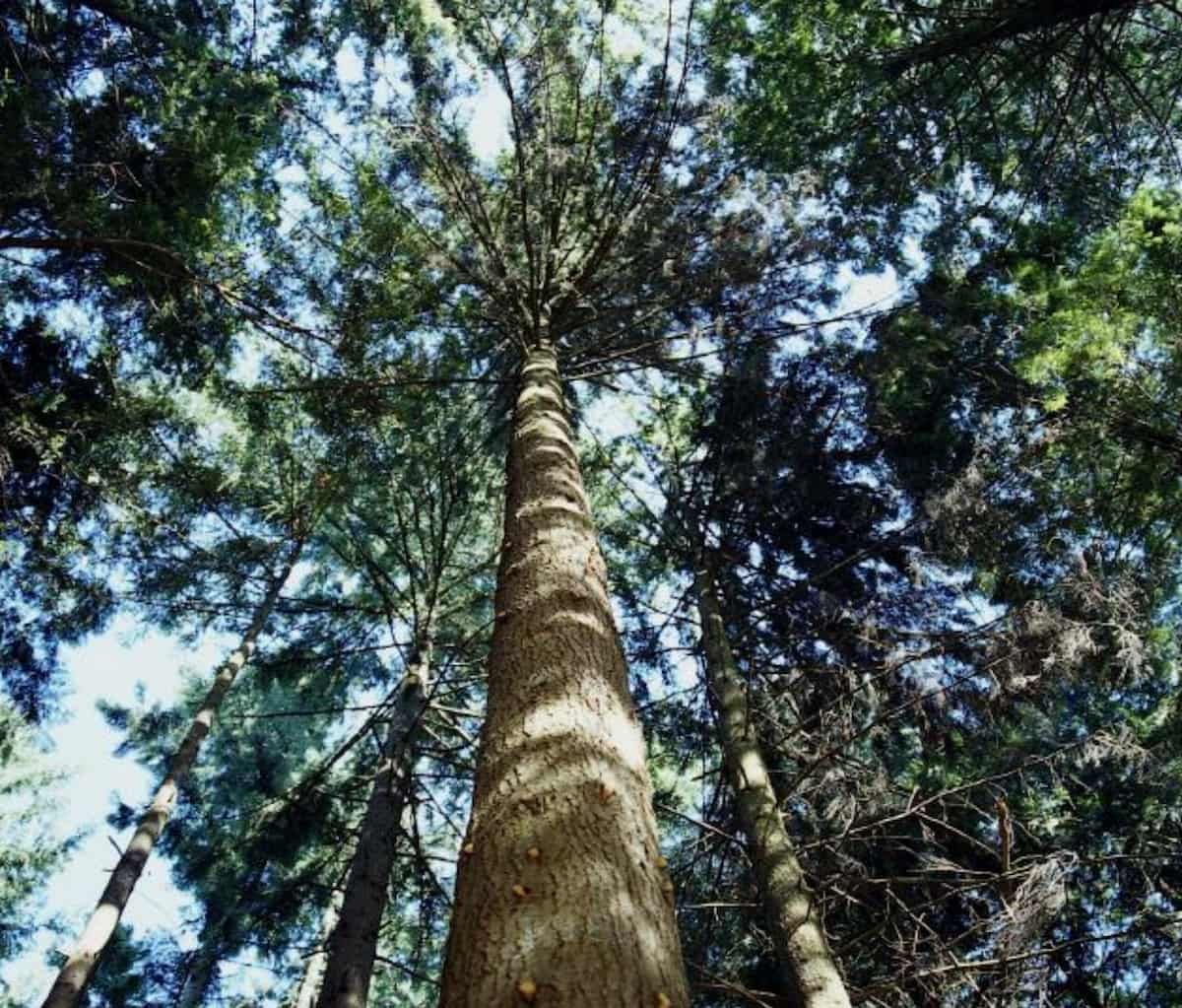 Councillors Muri and Hanson Call for Stronger Tree Protection in North ...