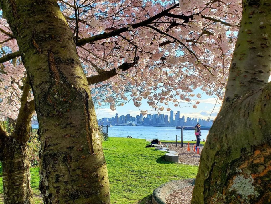 Cherry Blossom Bliss: The Must-Visit Spots on Vancouver's North Shore